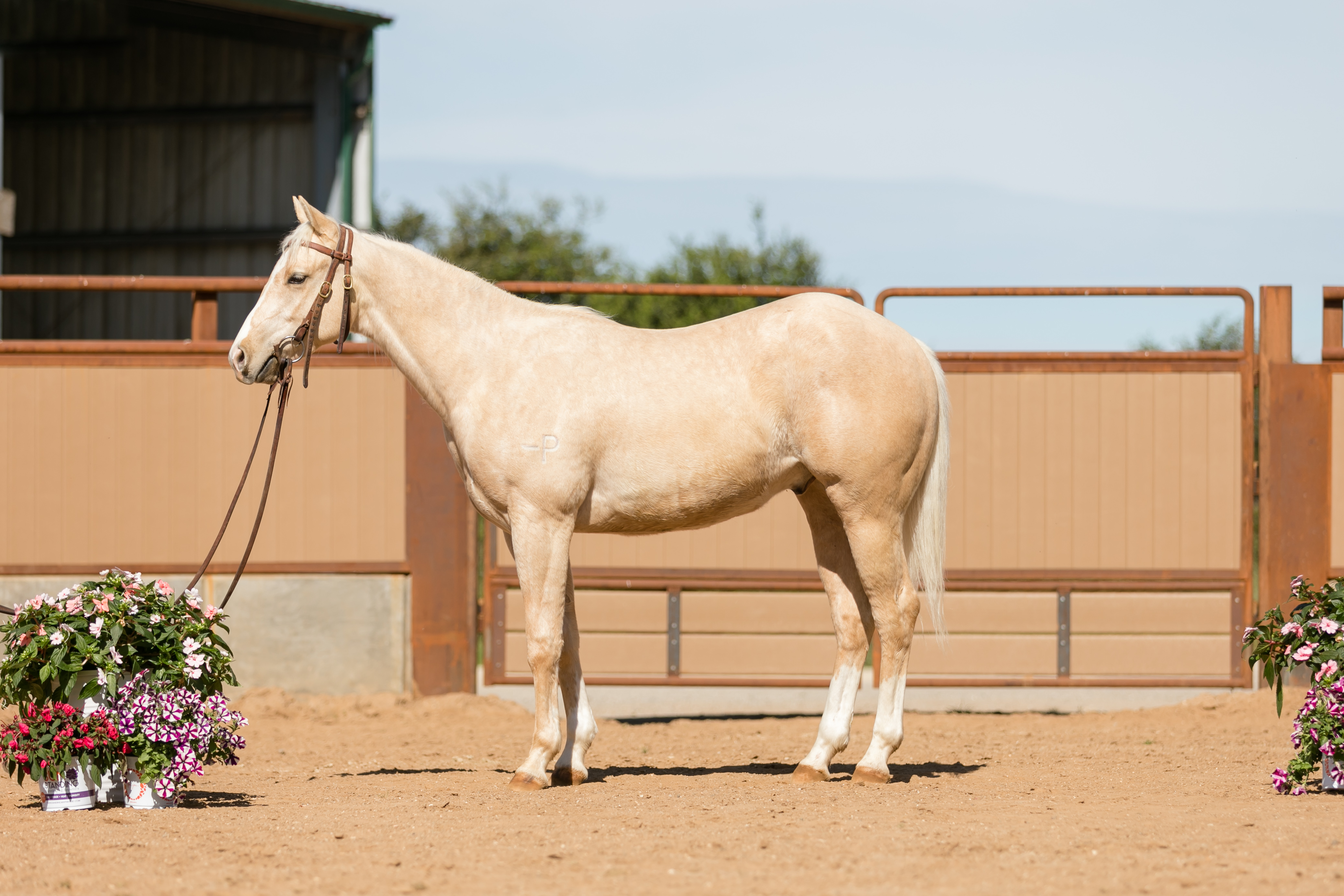 Smooth As Nic - Performance Horse Sales - Cal Poly, San Luis Obispo